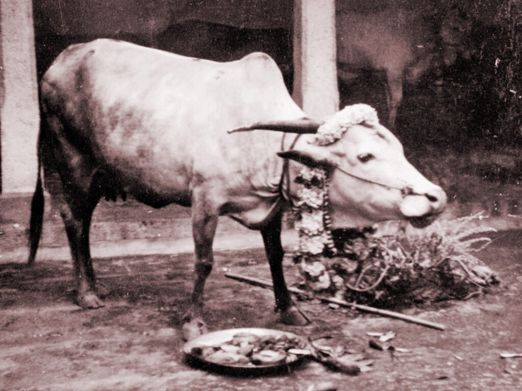Cow lakshmi on pongal color - Ramana Maharshi